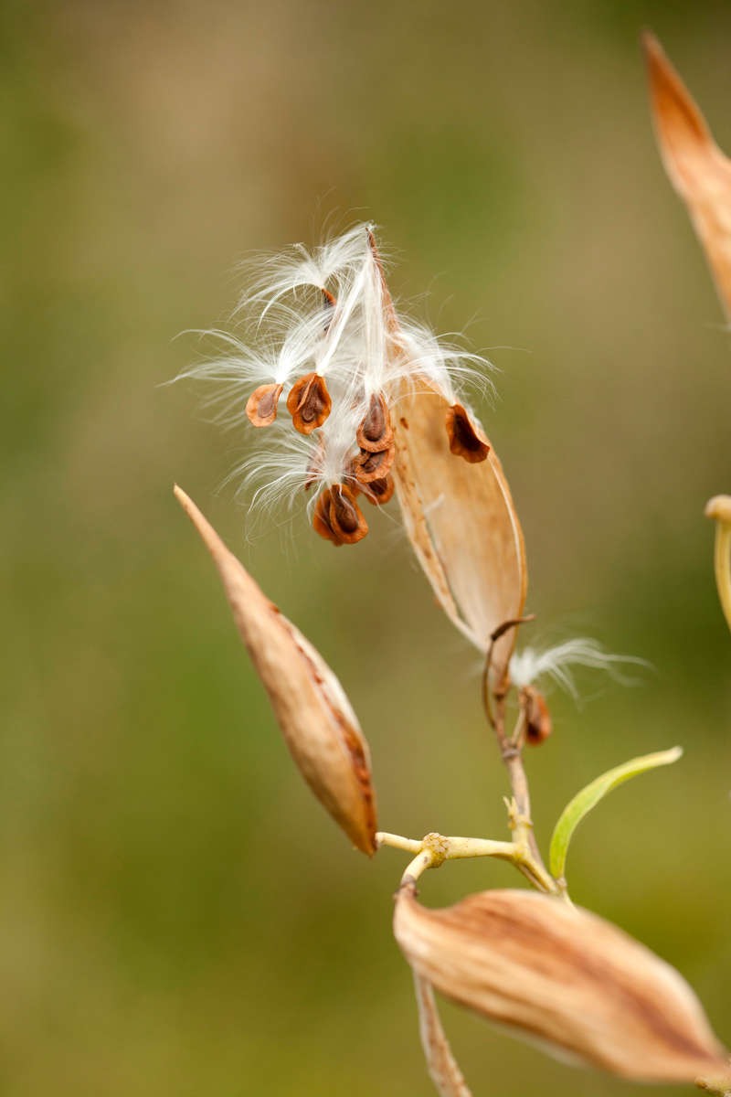 What Is a Seed? | New York Botanical Garden