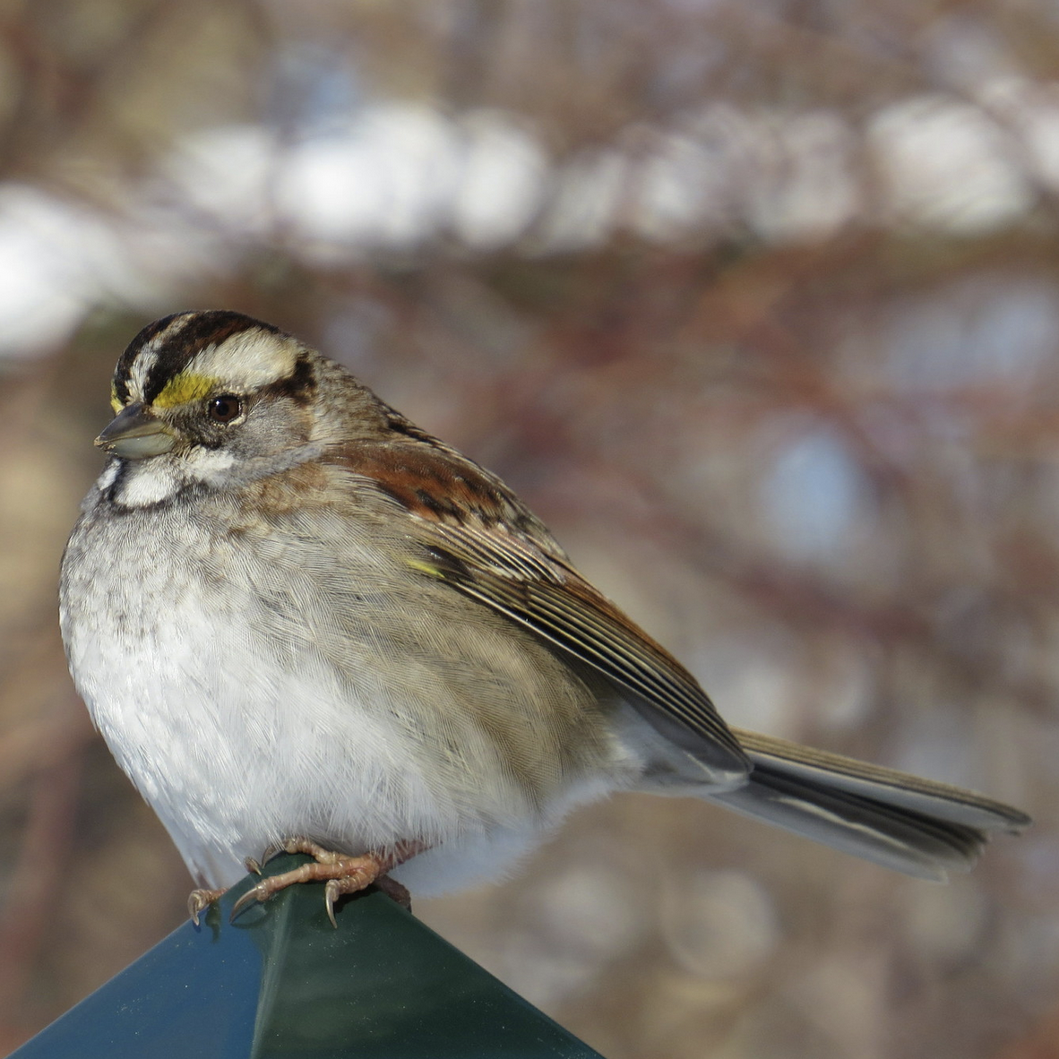 Birds at NYBG | New York Botanical Garden