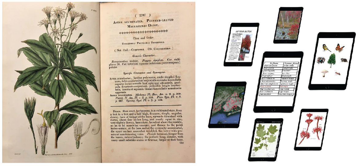 About the New York City EcoFlora | New York Botanical Garden