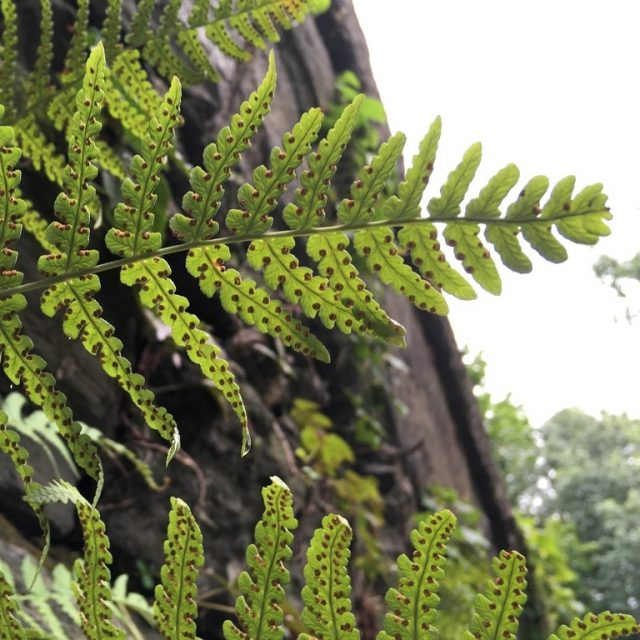 Ferns of New York City | New York Botanical Garden
