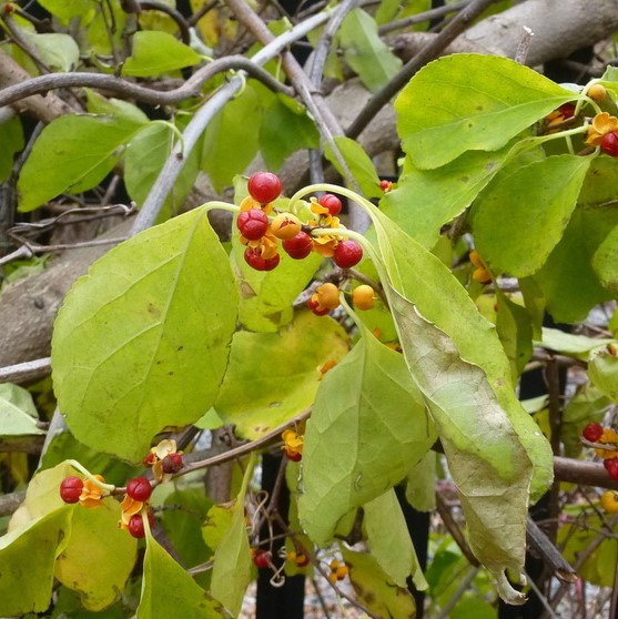 Flowering Plants of New York City | New York Botanical Garden