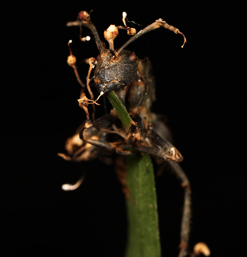 The Unsettling Lifecycle of a Zombified Ant | New York Botanical Garden