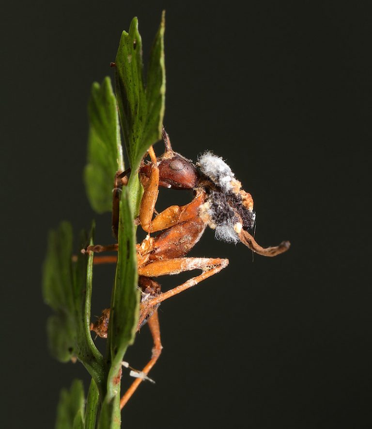 The Unsettling Lifecycle of a Zombified Ant | New York Botanical Garden