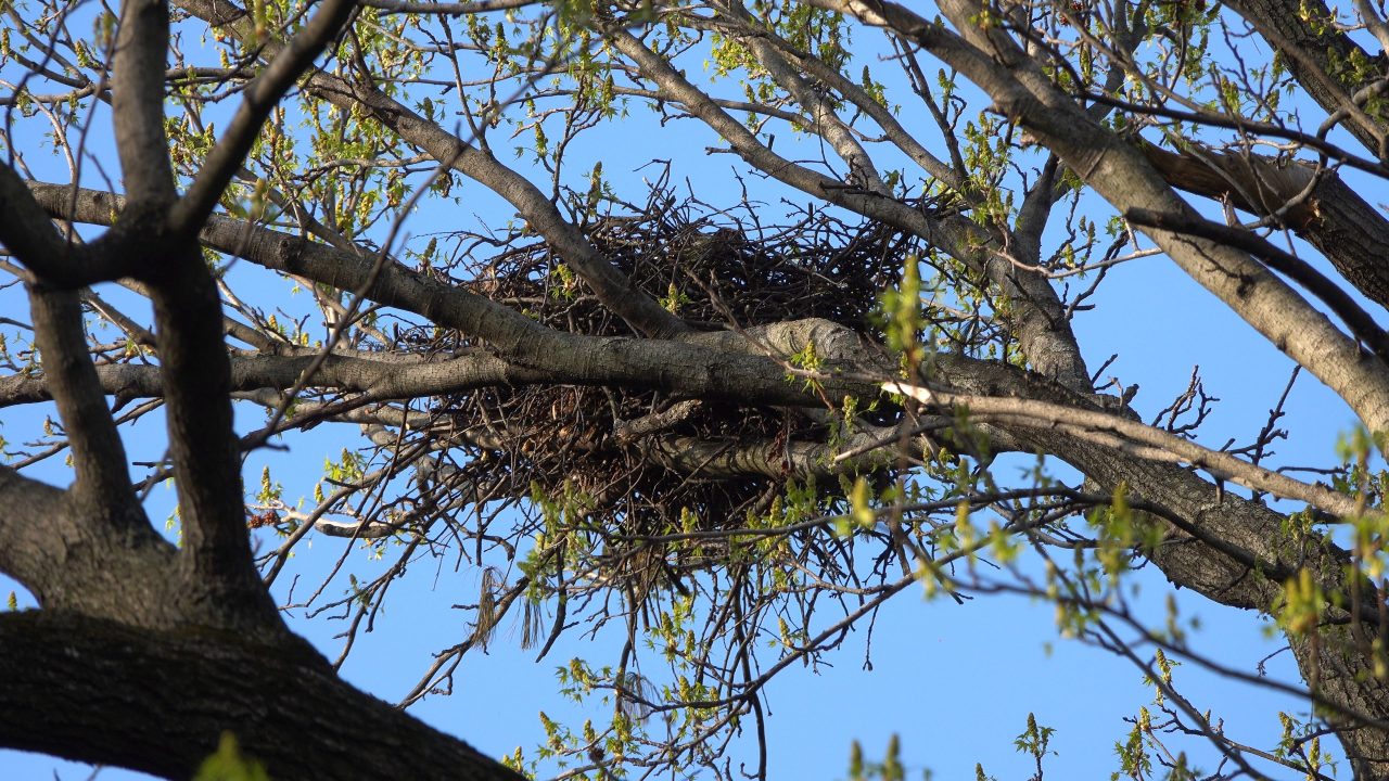 A Nest of Red-Tailed Hawks Fledges for the Fifth Year | New York ...