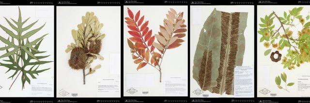Welcome to the Virtual Herbarium! | New York Botanical Garden