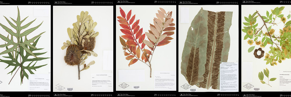 Welcome to the Virtual Herbarium! | New York Botanical Garden