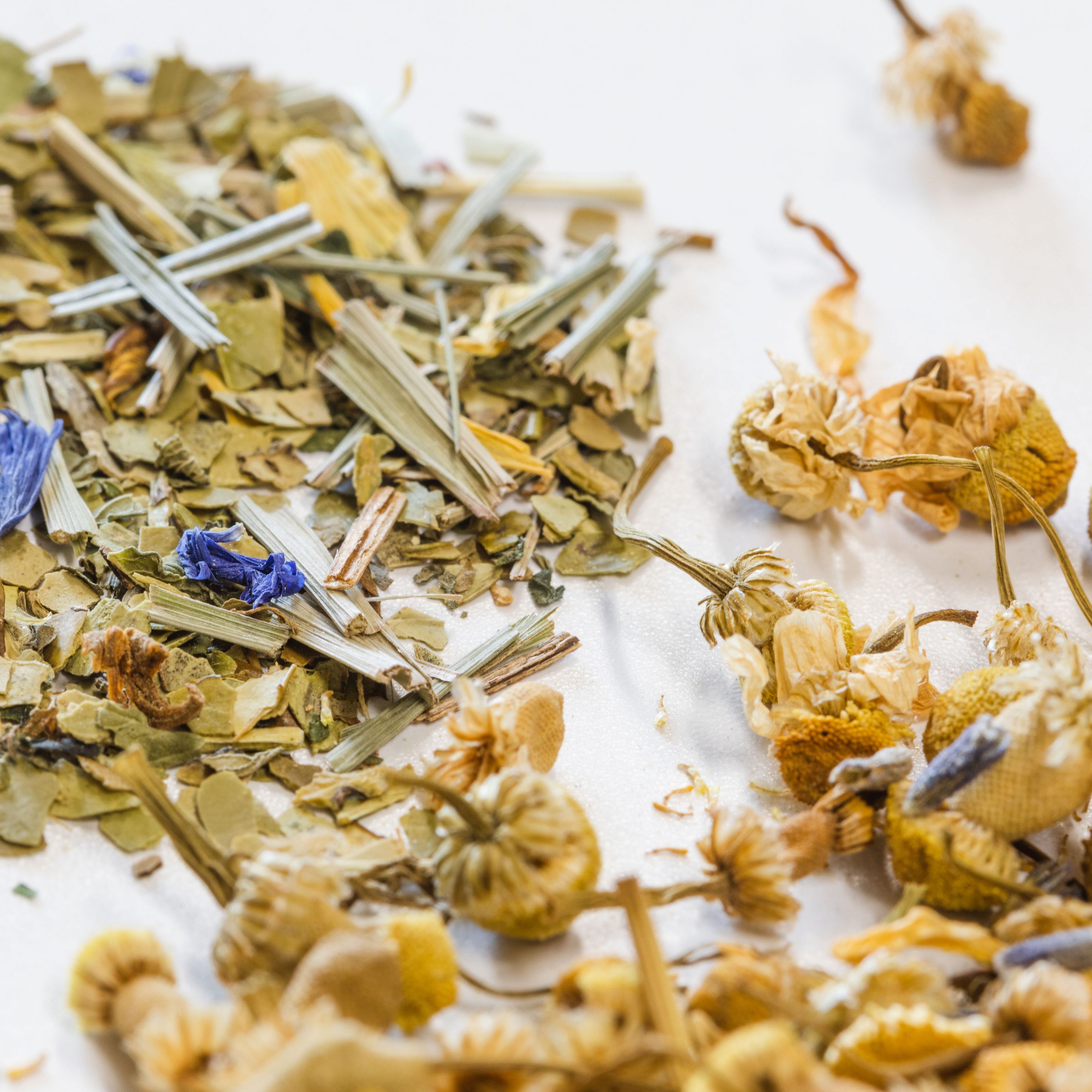 Dig! Plant! Grow! | New York Botanical Garden