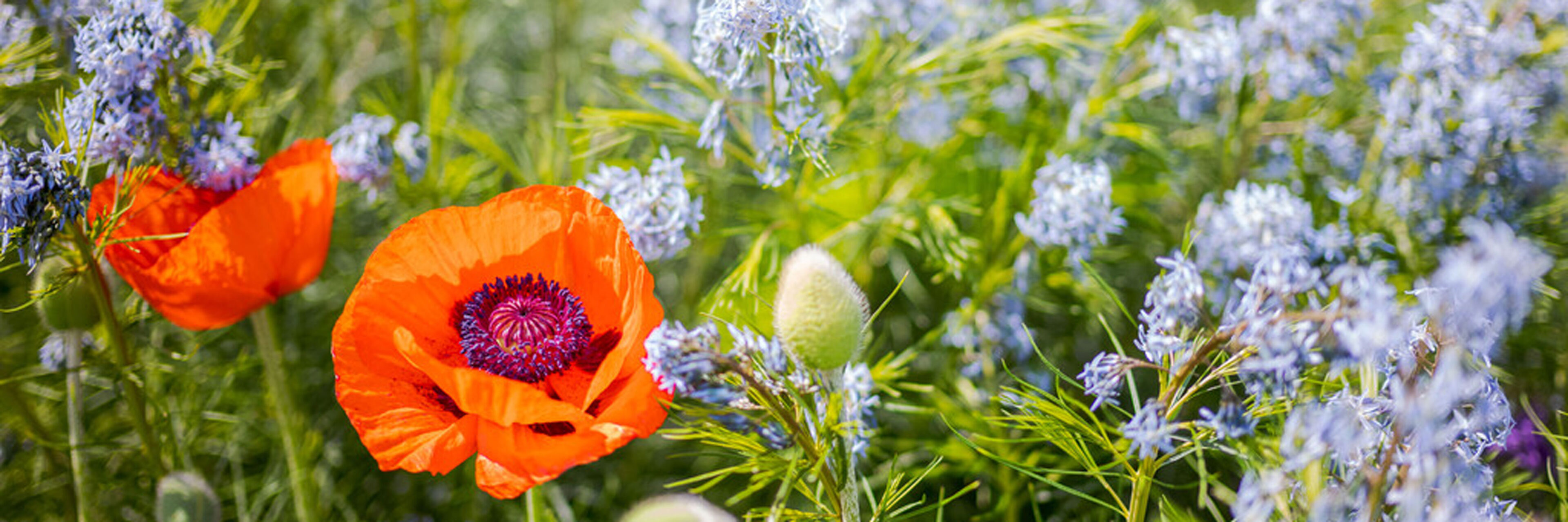 Gardens & Collections | New York Botanical Garden