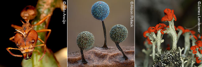 Weird Little Things: Hunting Zombie Ants, Shapeshifting Slime Molds ...