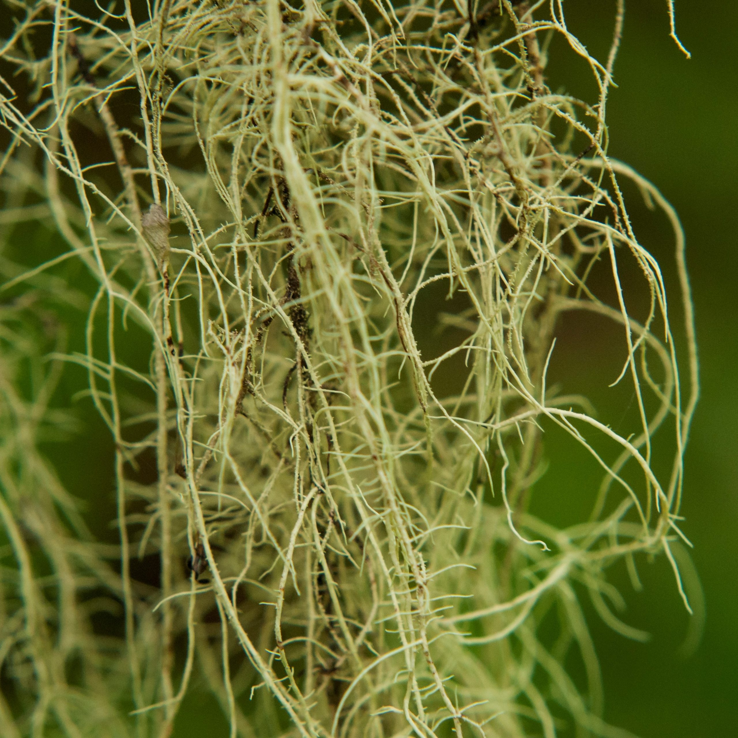 Article Alerts: Selected Staff Publications » New York Botanical Garden