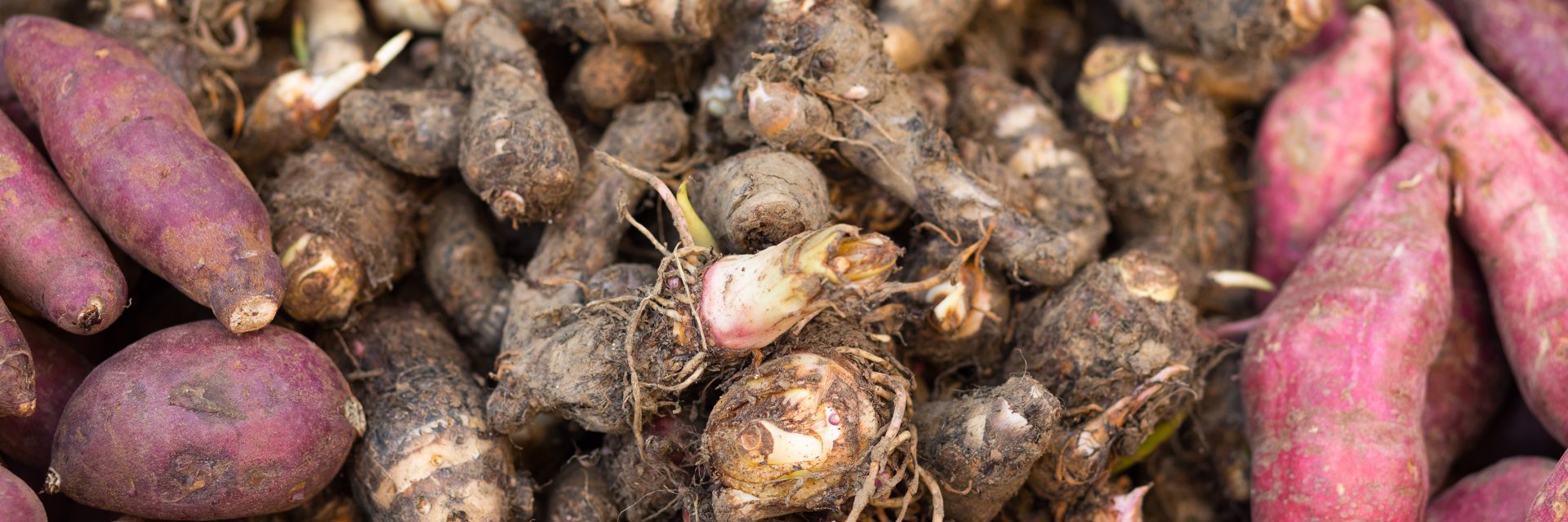 Underground Crops | New York Botanical Garden