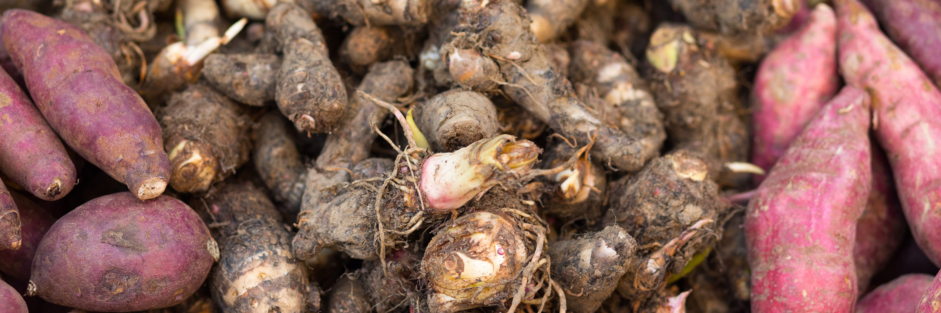 Underground Crops | New York Botanical Garden