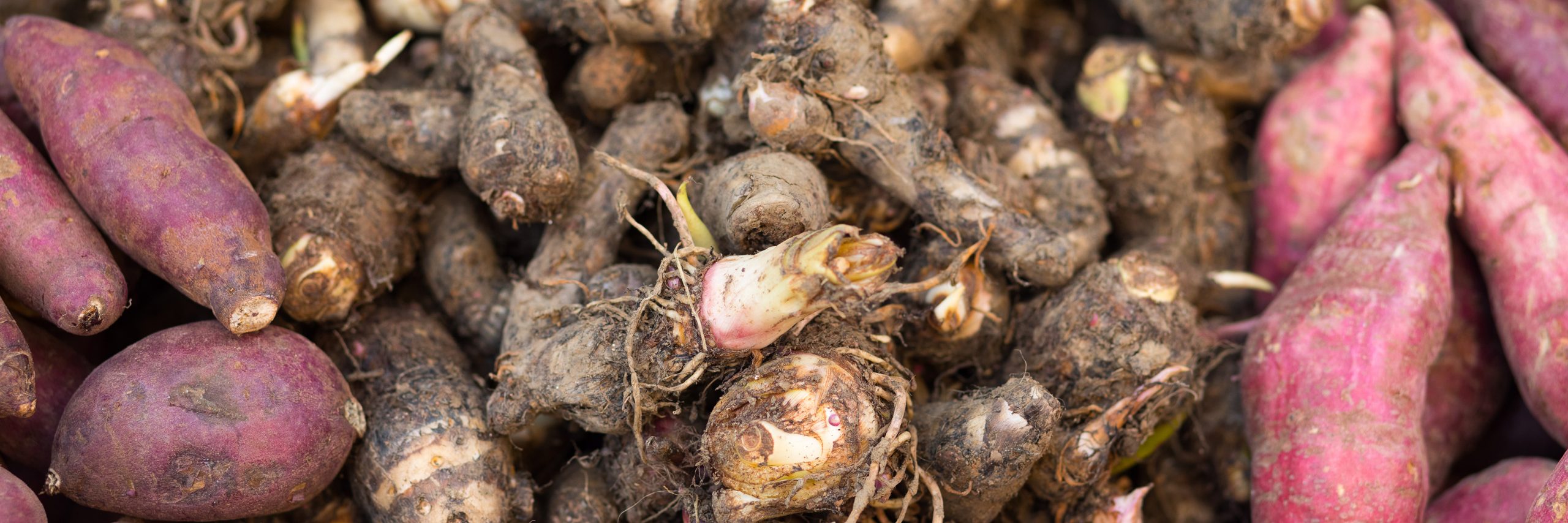Underground Crops | New York Botanical Garden
