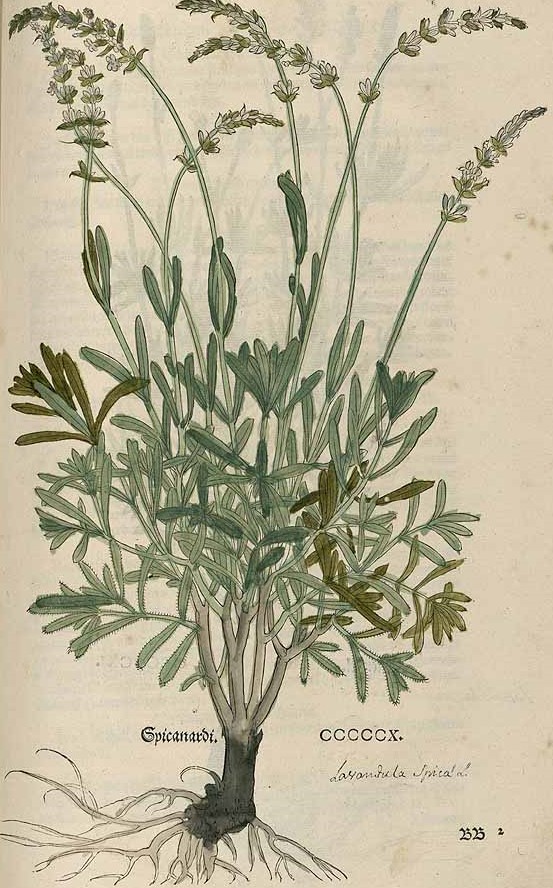 Shades of Lavender: Symbolism, Scent, Sightings, and Species | New York ...