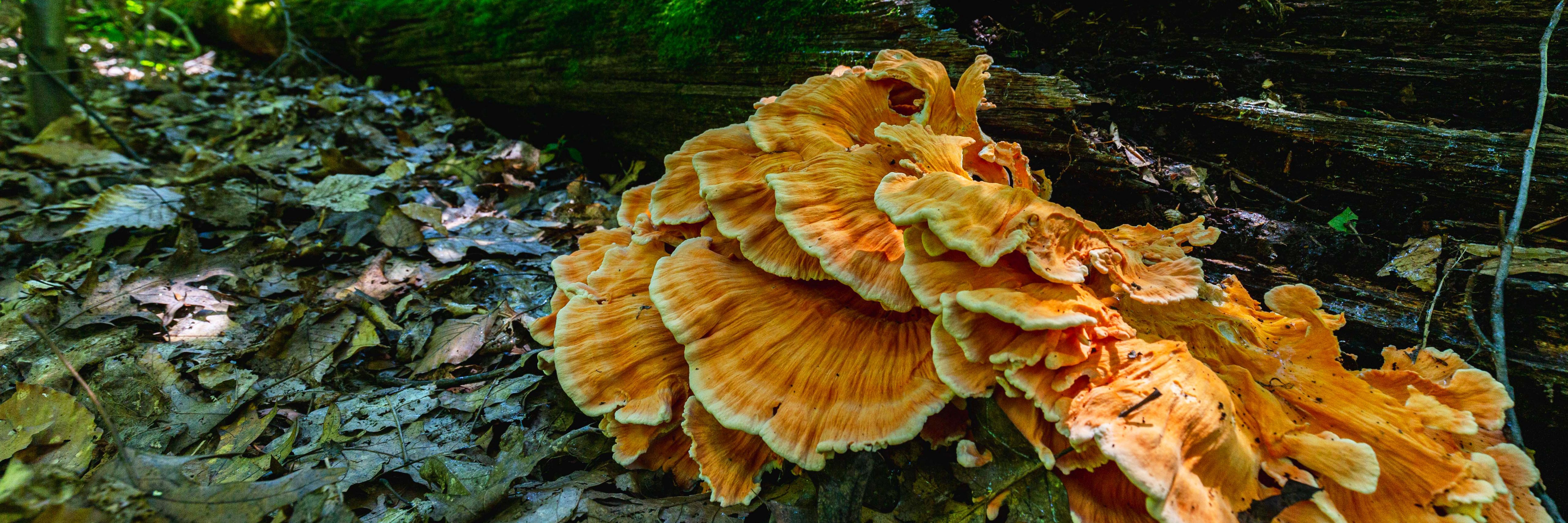 Wild Edible Mushrooms, A Brazilian Perspective | New York Botanical Garden