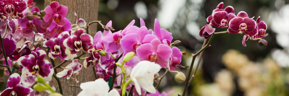 Orchid Care & Conservation | New York Botanical Garden