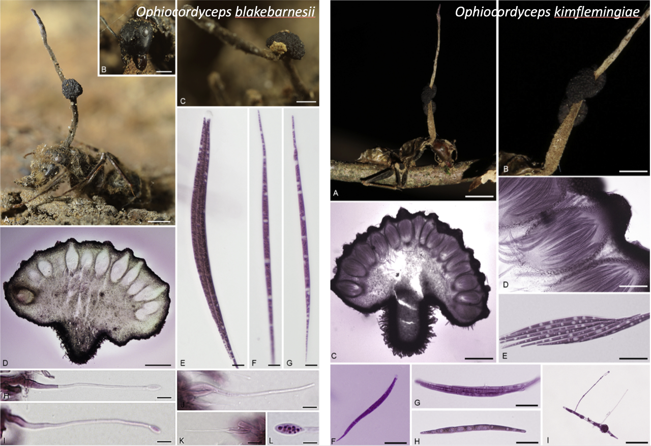 Not the Last of Us: The Truth about Zombie Fungi | New York Botanical ...