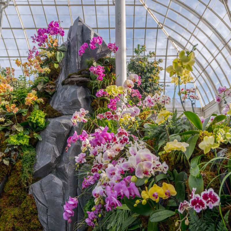 Press Room » New York Botanical Garden