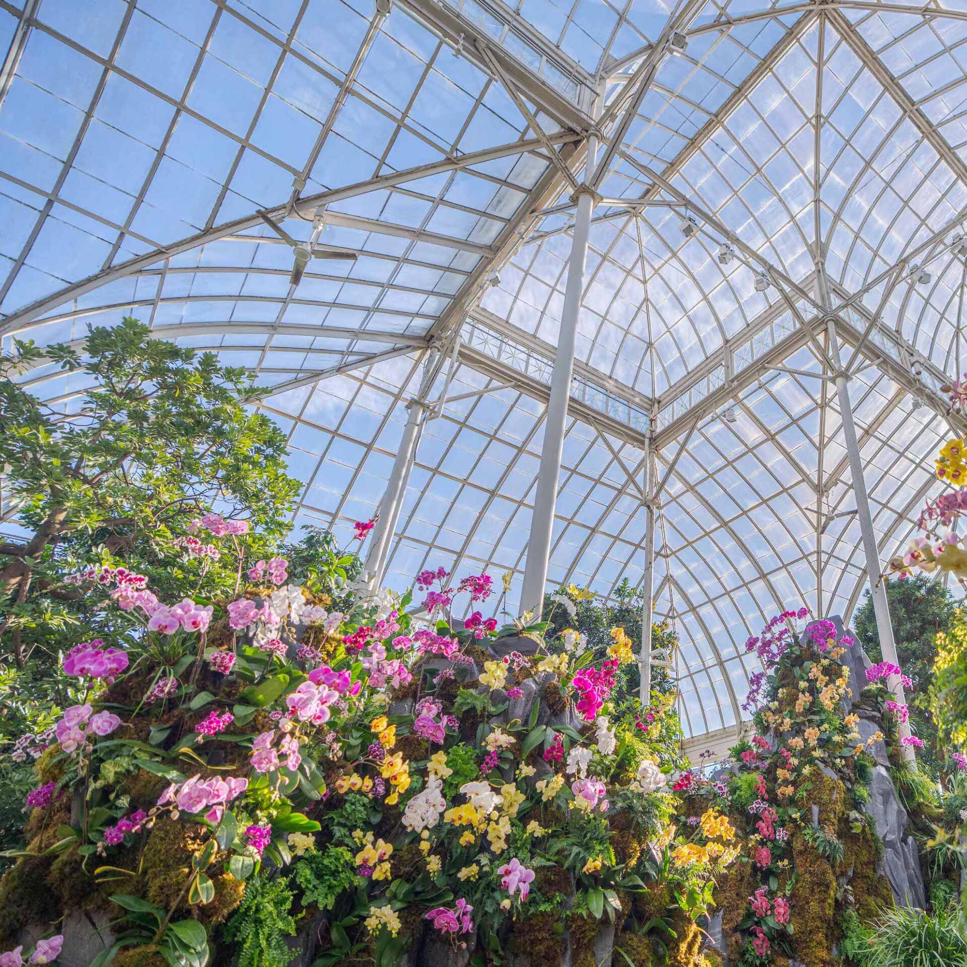 The Orchid Show Press Room » New York Botanical Garden
