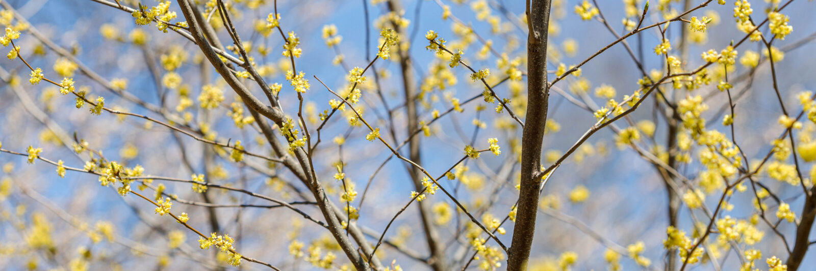 Indigenous Plant Identification Tour | New York Botanical Garden