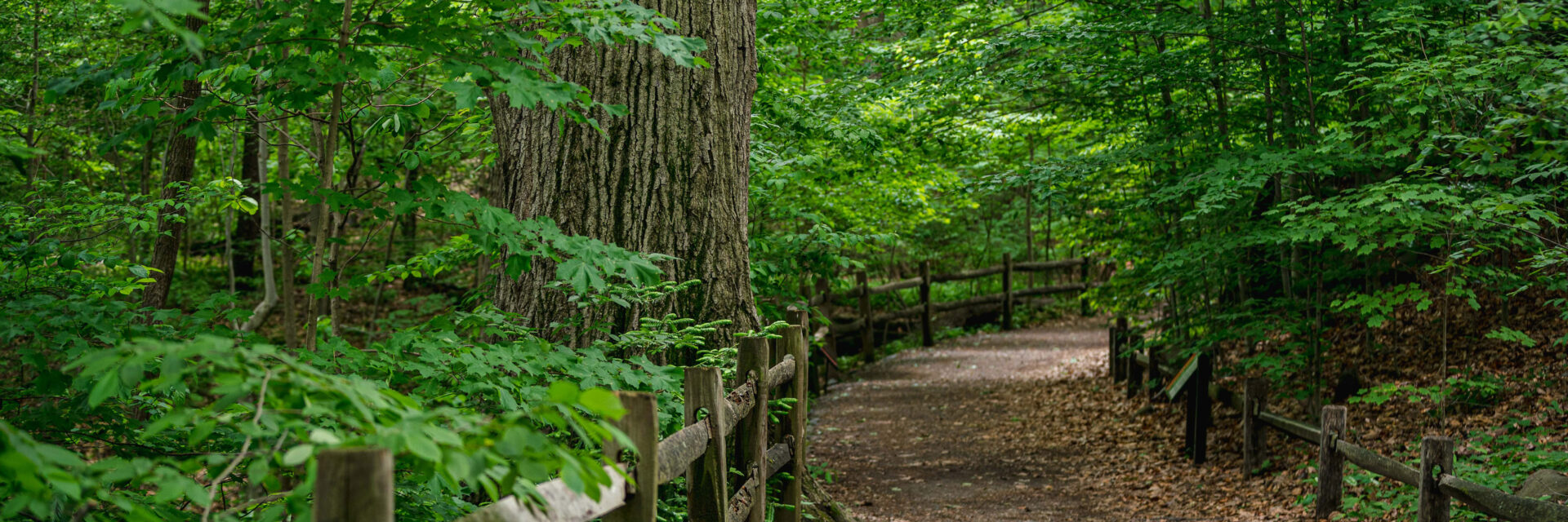 Indigenous Ecological Knowledge Plant Walk | New York Botanical Garden