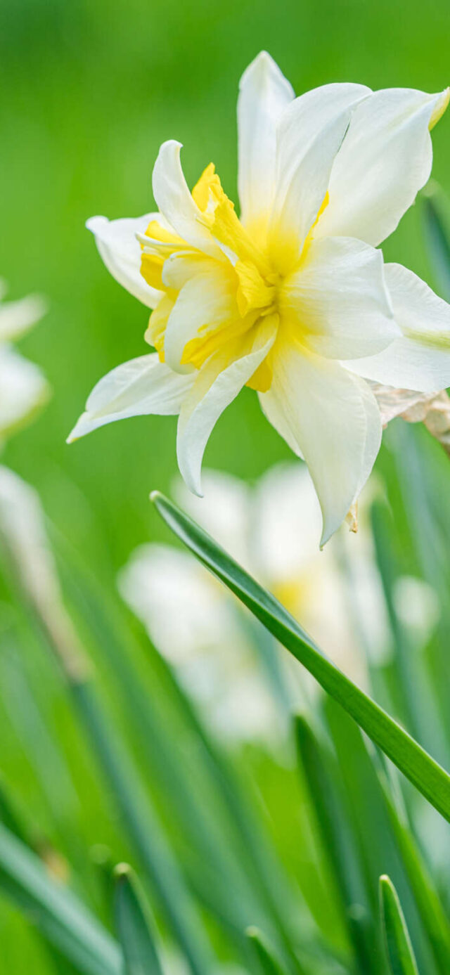 My NYBG Wallpaper | New York Botanical Garden