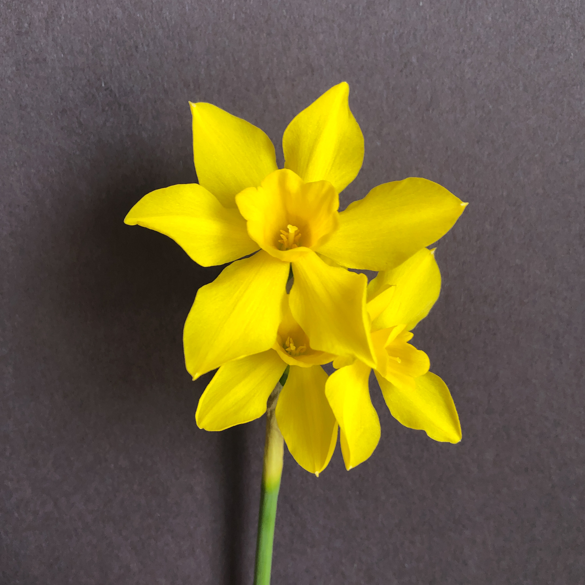 Daffodil Hill Highlights » New York Botanical Garden