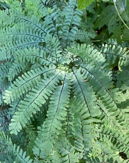 The Fern Cell Atlas | New York Botanical Garden