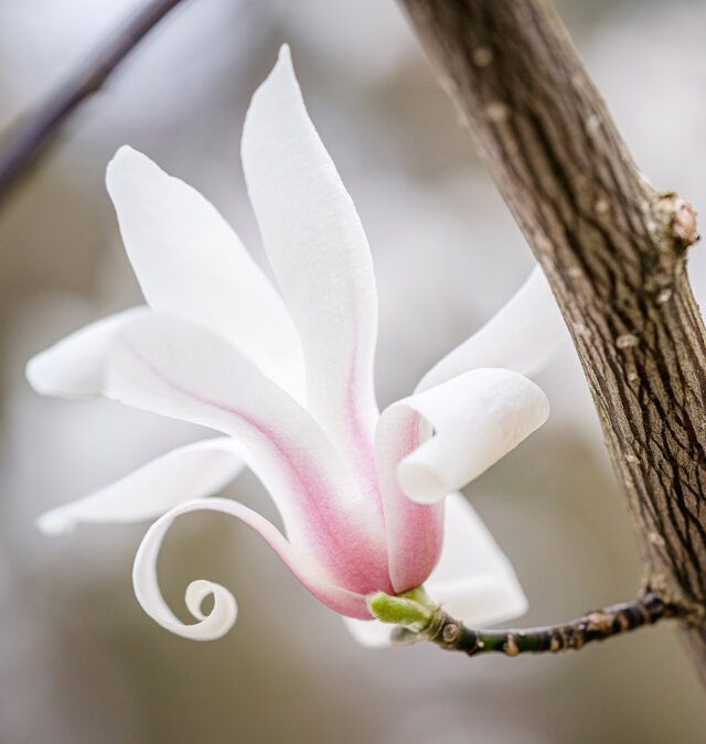 Flowering Frustration | New York Botanical Garden