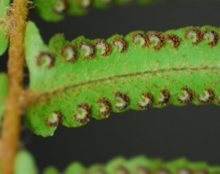 The Fern Cell Atlas | New York Botanical Garden
