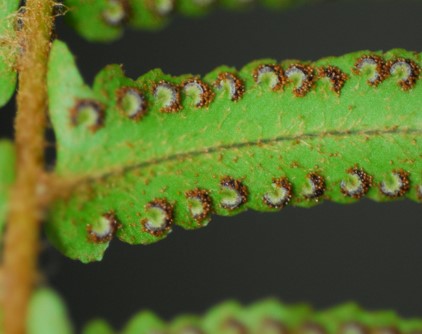 The Fern Cell Atlas | New York Botanical Garden