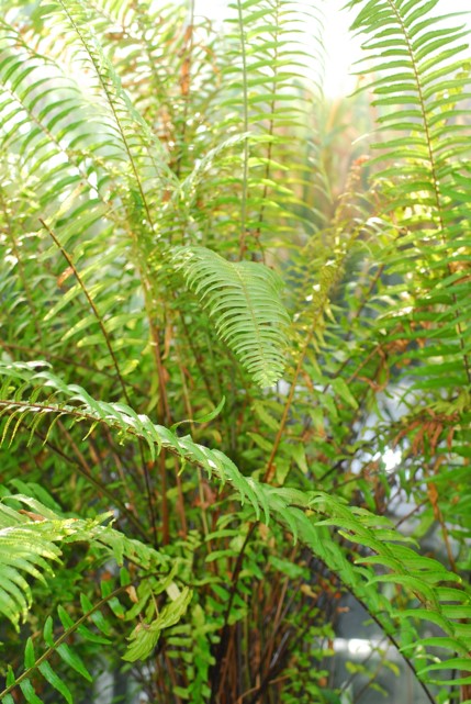 The Fern Cell Atlas | New York Botanical Garden
