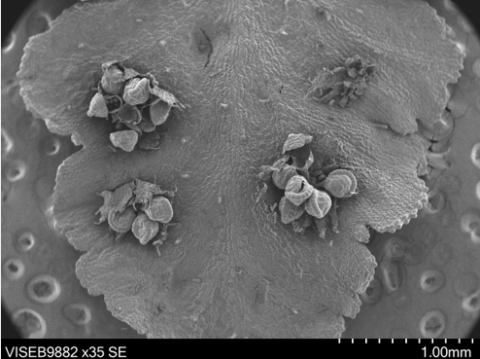 The Fern Cell Atlas | New York Botanical Garden