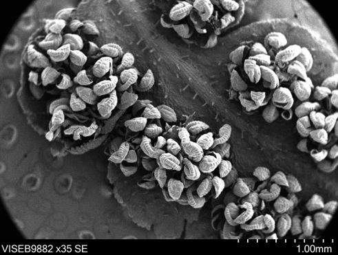 The Fern Cell Atlas | New York Botanical Garden