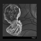 The Fern Cell Atlas | New York Botanical Garden