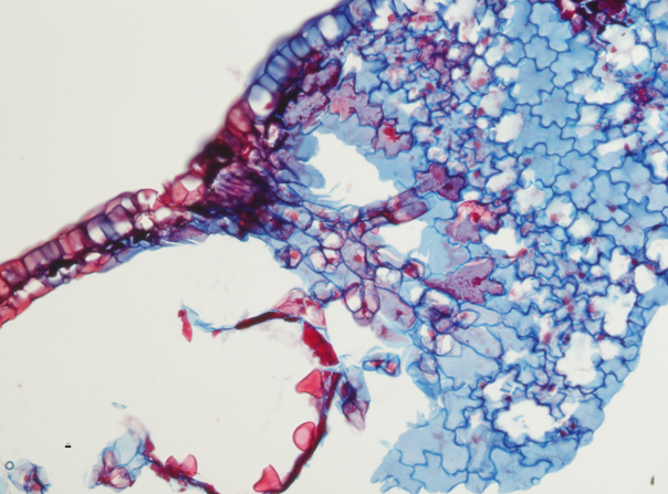 The Fern Cell Atlas | New York Botanical Garden