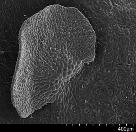 The Fern Cell Atlas | New York Botanical Garden