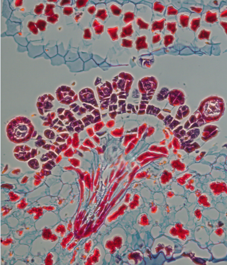The Fern Cell Atlas | New York Botanical Garden