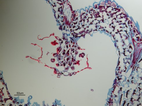 The Fern Cell Atlas | New York Botanical Garden