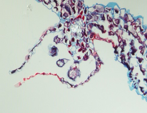 The Fern Cell Atlas | New York Botanical Garden