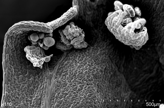 The Fern Cell Atlas | New York Botanical Garden