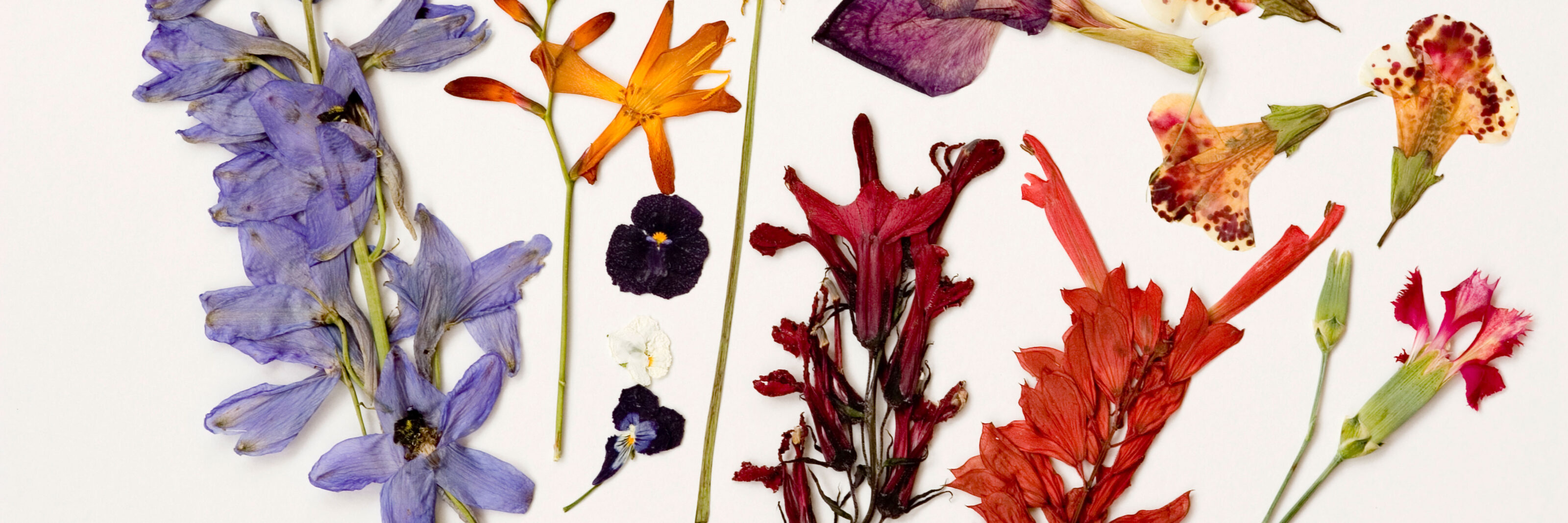 Vanishing Art: A Living Gallery | New York Botanical Garden