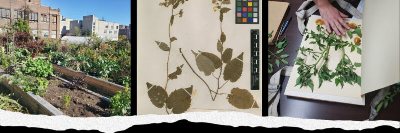 Celebratory Project Launch: Welcoming Bronx Community Gardeners to the ...