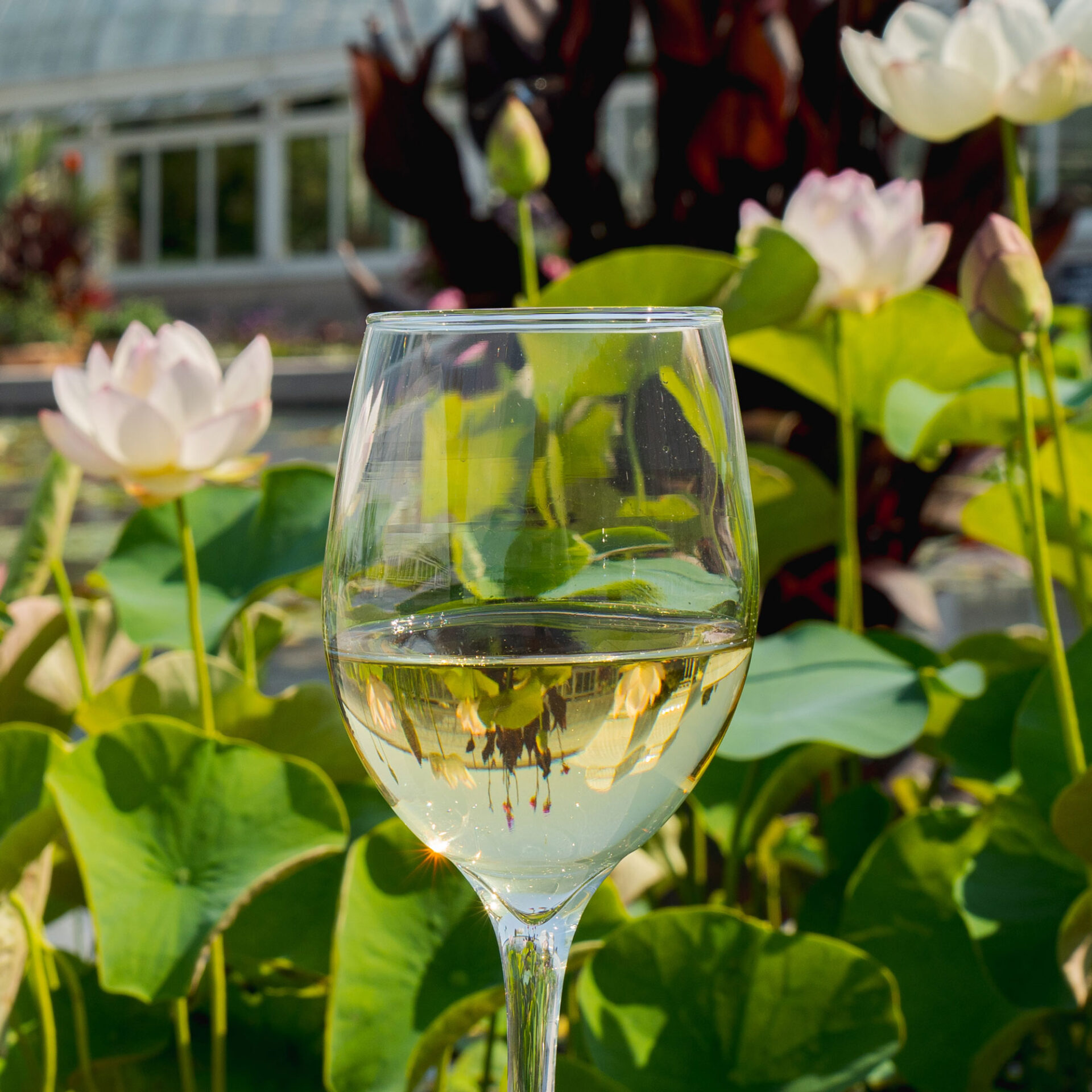 Wine & Water Lilies | New York Botanical Garden