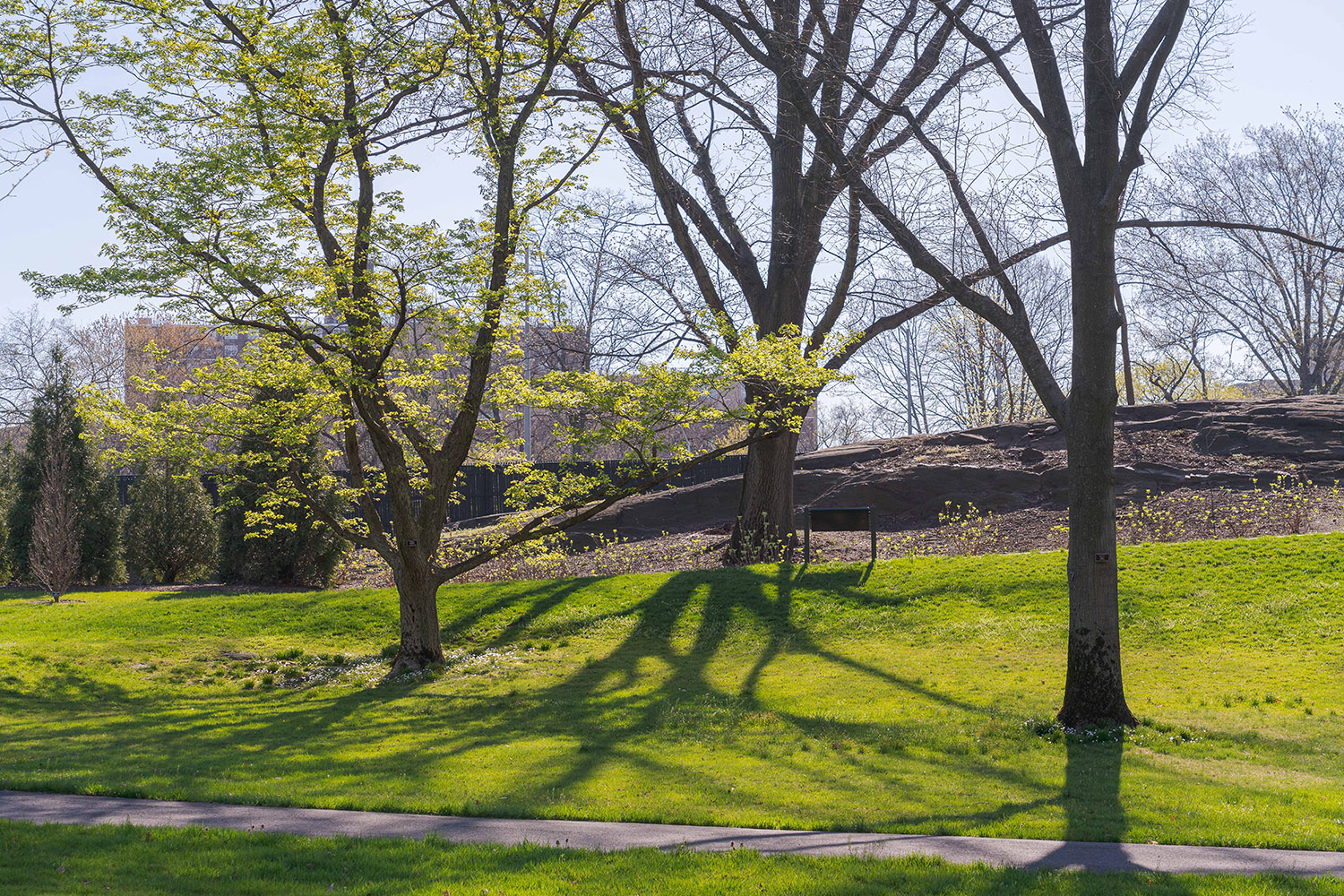Oaks | New York Botanical Garden