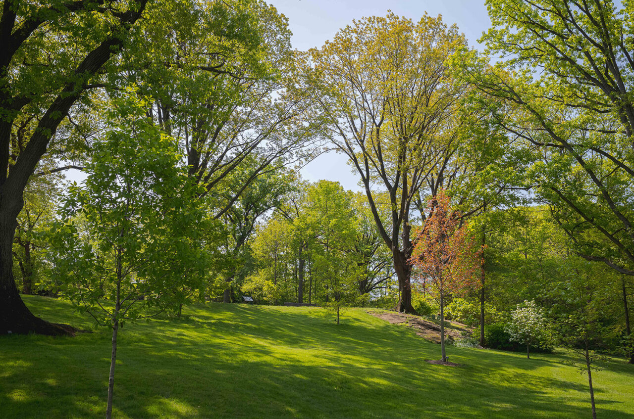 Oaks | New York Botanical Garden