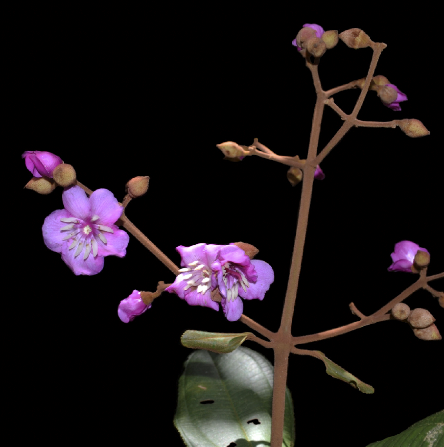 Article Alerts: Selected Staff Publications | New York Botanical Garden