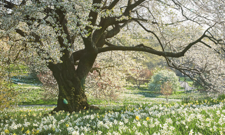 New York Green: Ngoc Minh Ngo in Conversation with Dr. Eric W ...