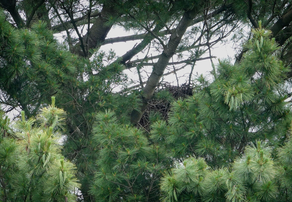 A New Red-Tailed Hawk Joins the NYBG Family | New York Botanical Garden