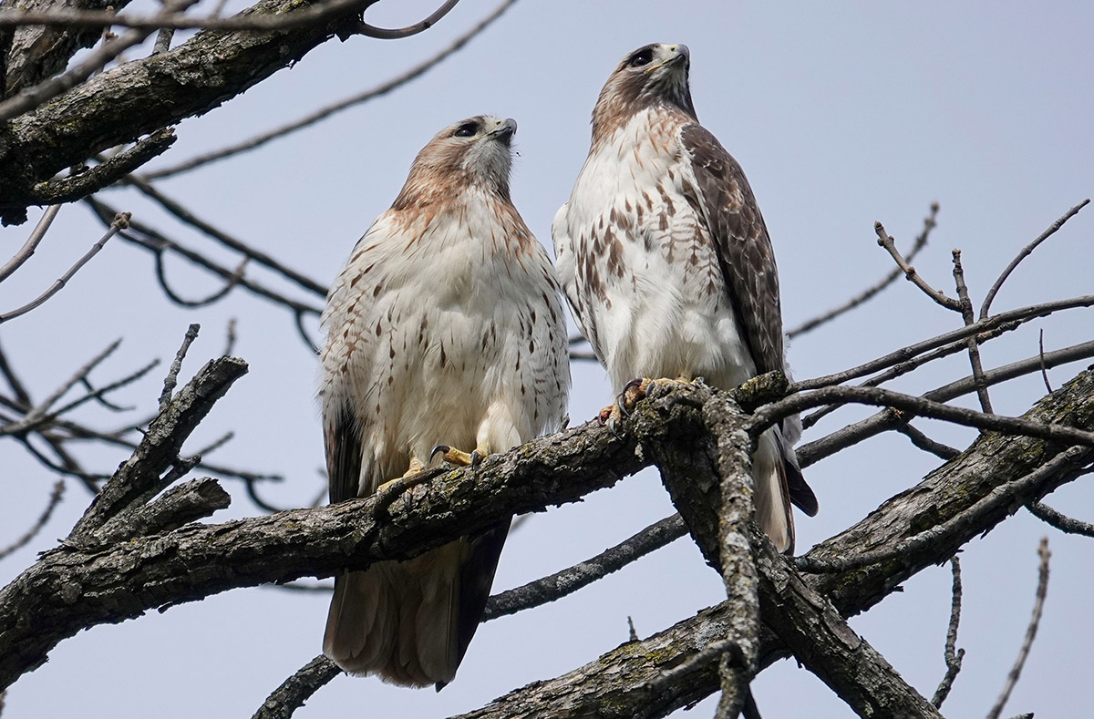 A New Red-Tailed Hawk Joins the NYBG Family | New York Botanical Garden